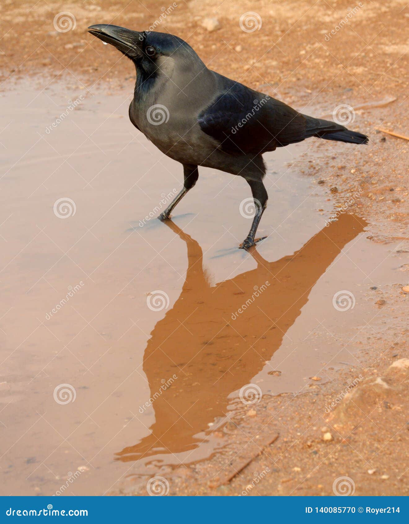 Crow stock photo. Image of strolls, bird, reflection - 140085770