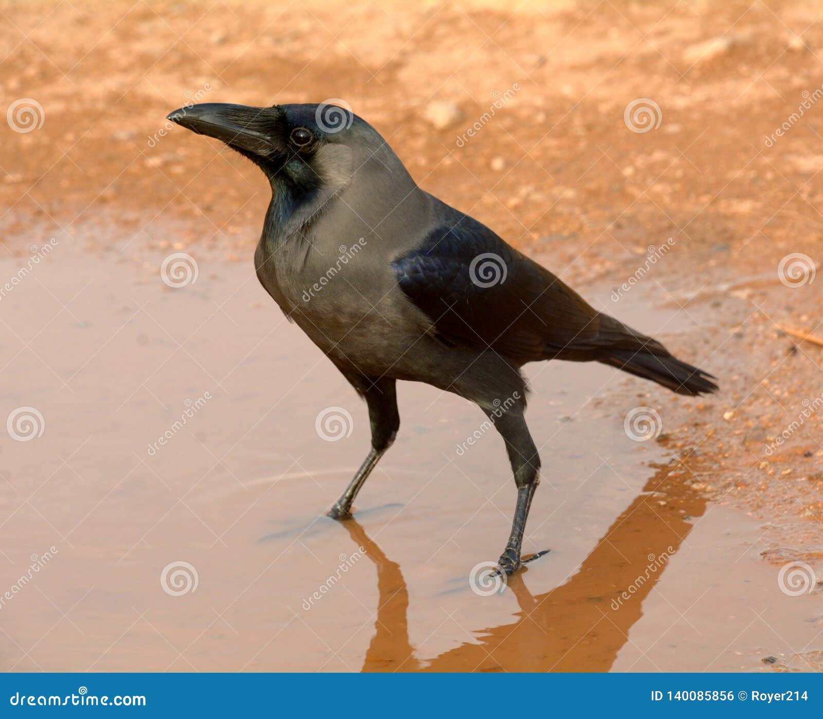 Crow stock photo. Image of feathers, death, bird, culture - 140085856