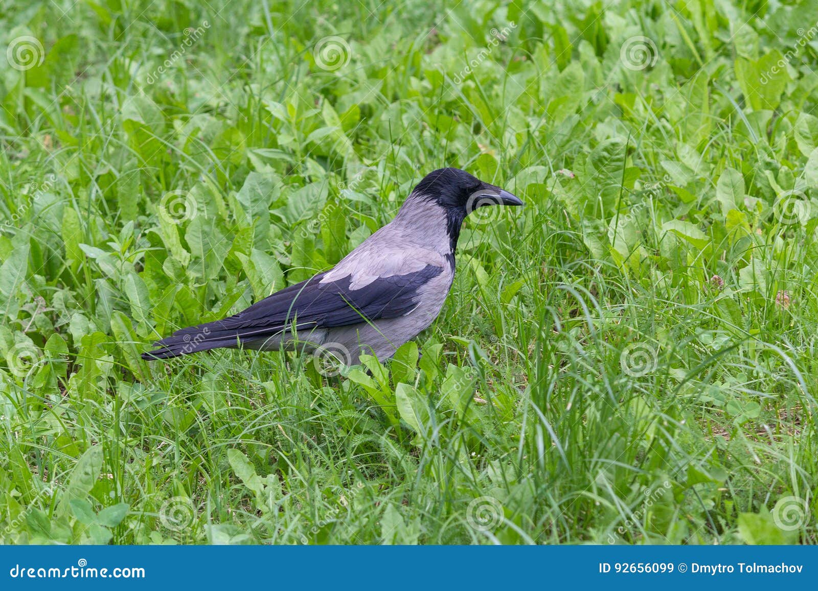Crow Stands on the Grass of the City Lawn Stock Image - Image of ...