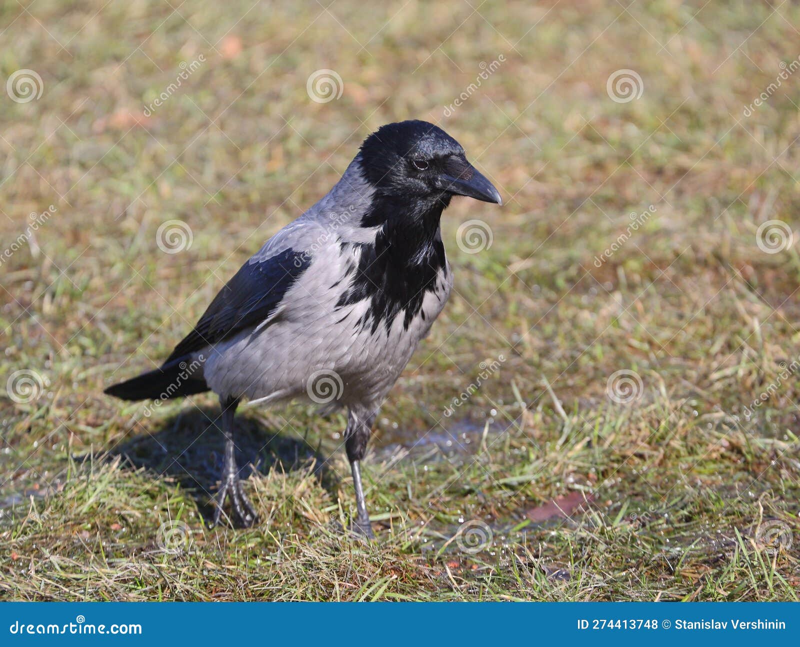 Crow Stands on Last Year S Lawn Grass Stock Photo - Image of lawn ...