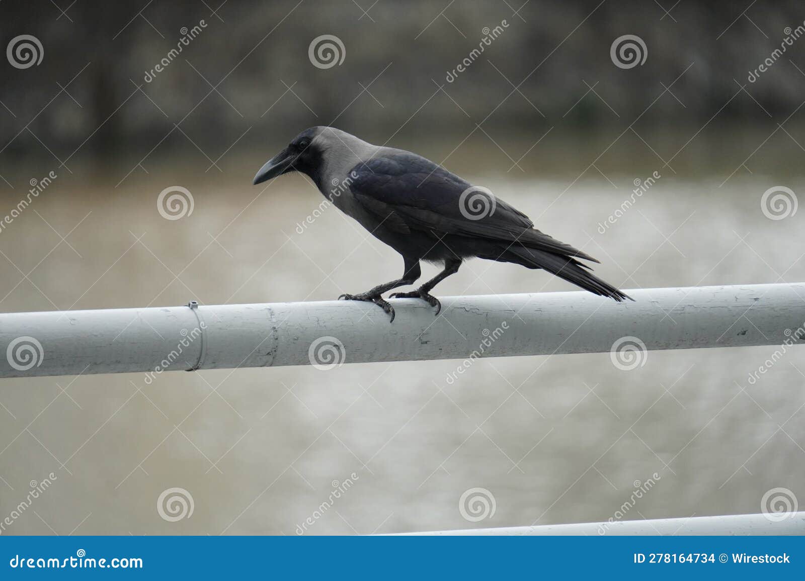 A Crow Staring into the River Stock Photo - Image of green, color ...