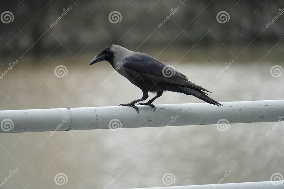 A Crow Staring into the River Stock Photo - Image of green, color ...