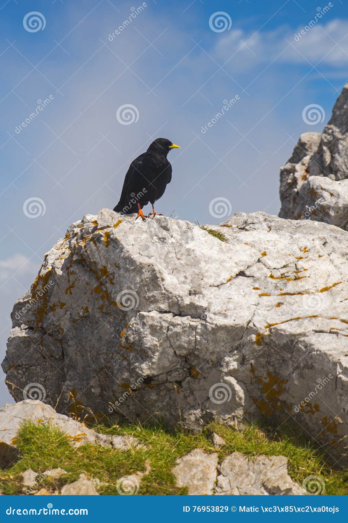 Mountain Crow Bird In The Bavarian Alps Near Germany Highest Point ...
