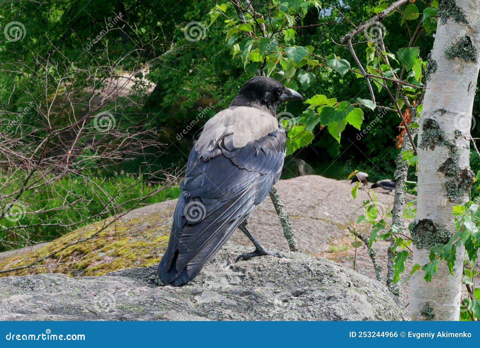 Crow on a stone close-up stock photo. Image of crow - 253244966