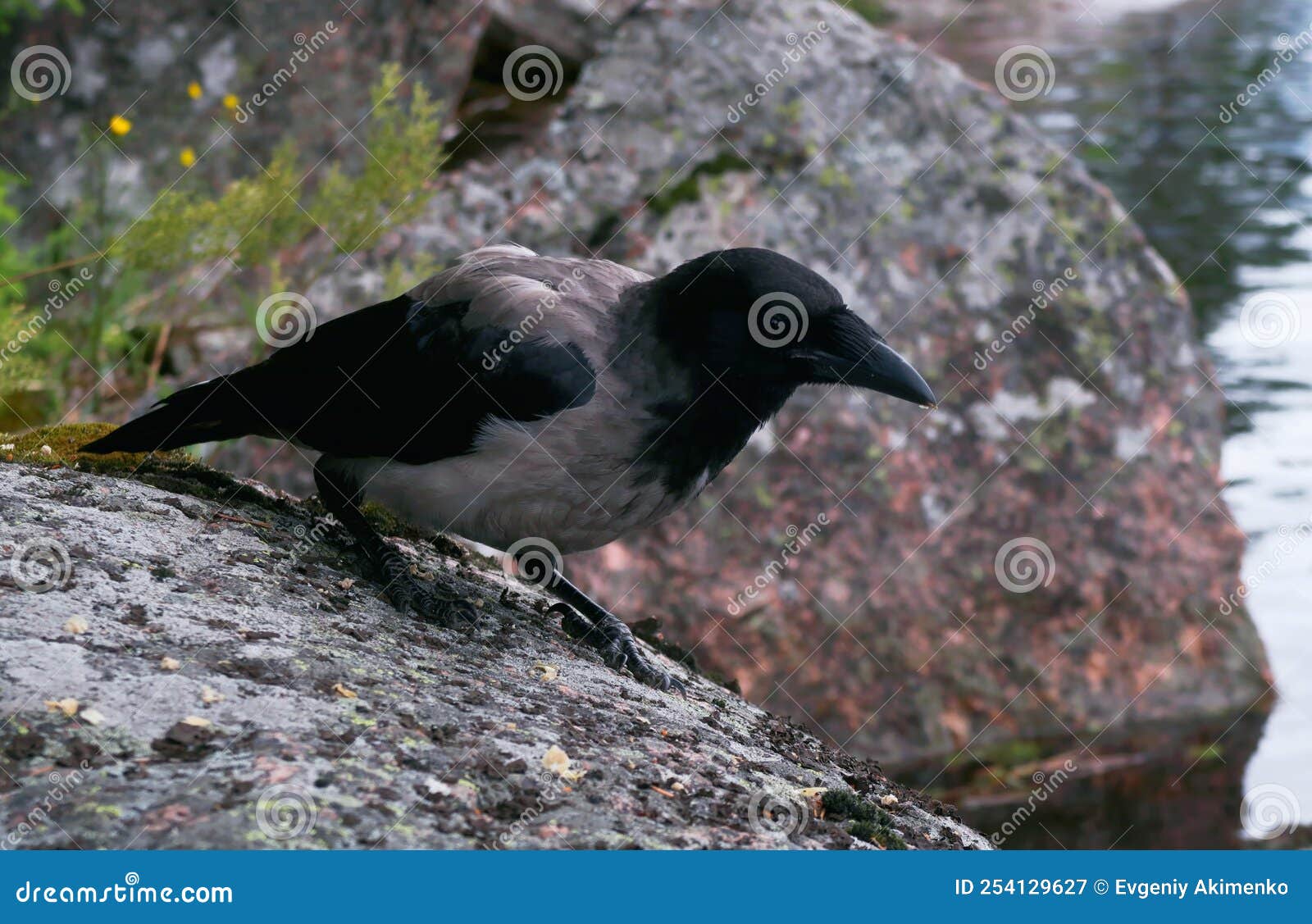 Crow on a Stone in the Forest Stock Image - Image of shorebird, flower ...