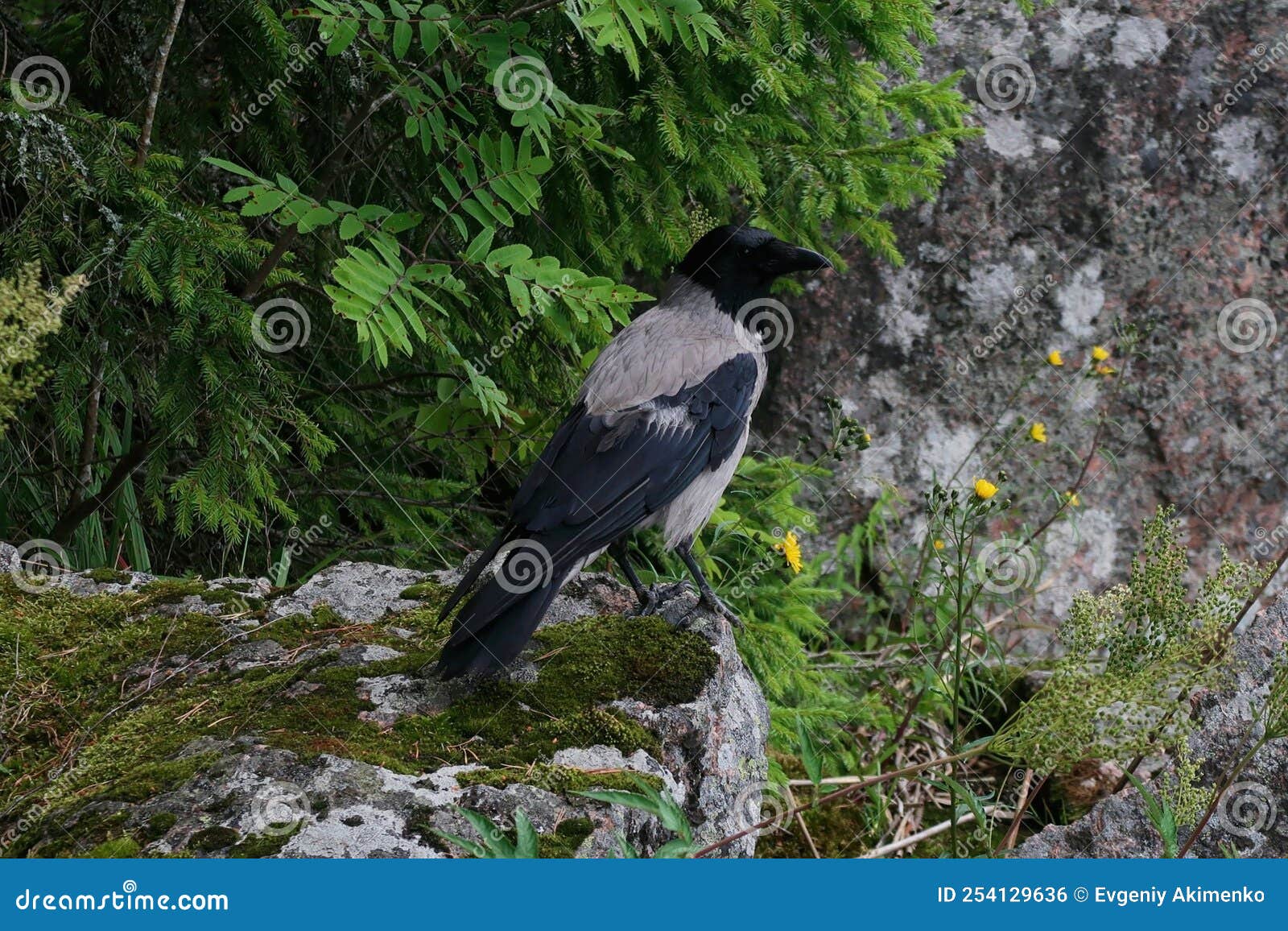 Crow on a Stone in the Forest Stock Photo - Image of bird, crow: 254129636
