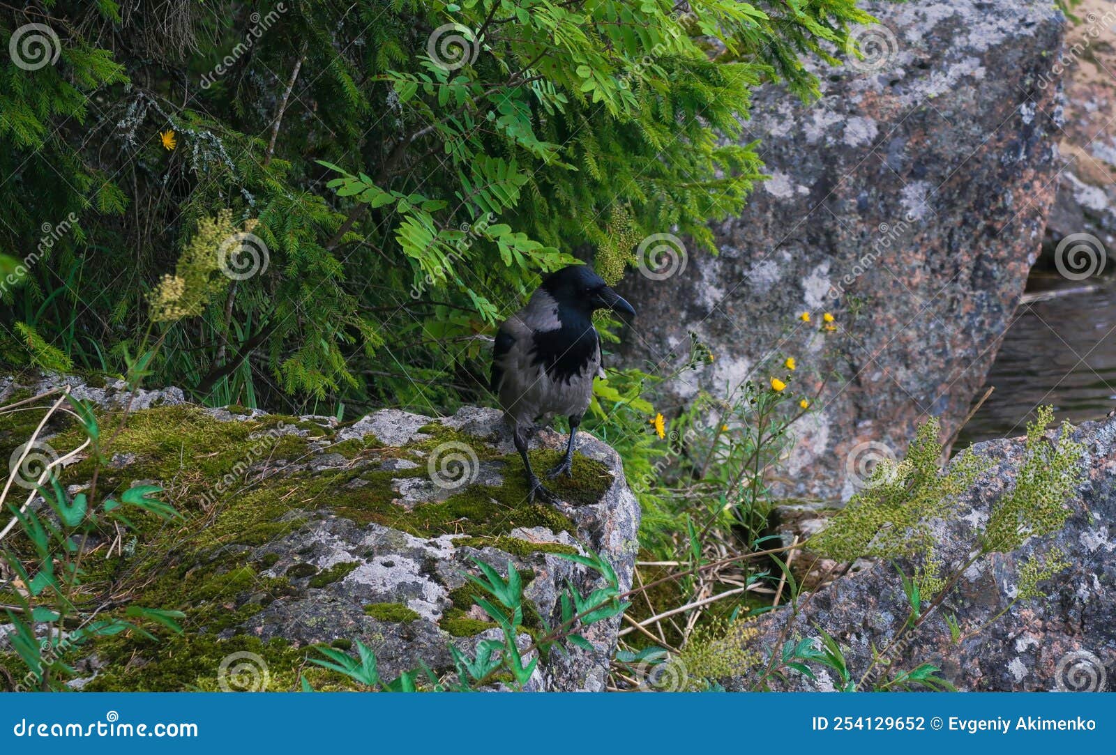 Crow on a Stone in the Forest Stock Photo - Image of flower, pond ...