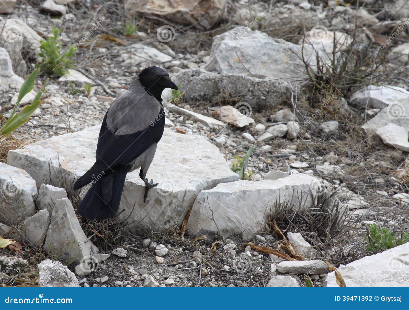 Crow on a stones stock photo. Image of freedom, standing - 39471392