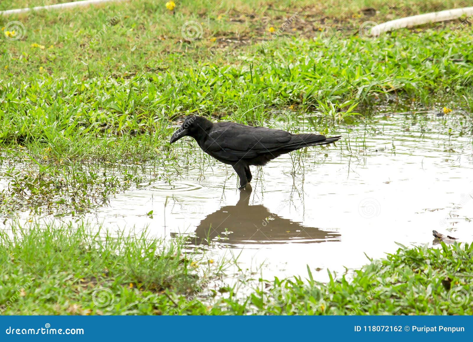 The Crow Stood in the Water in the Park. Stock Photo - Image of large ...