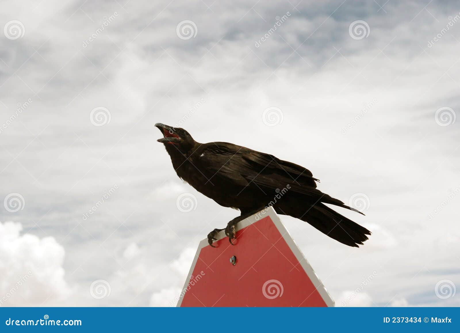 Crow on stop sign stock photo. Image of bird, rule, danger - 2373434