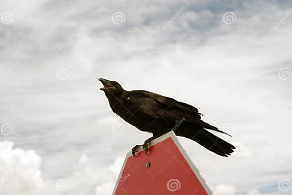 Crow on stop sign stock photo. Image of bird, rule, danger - 2373434