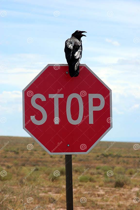 Crow on stop sign stock photo. Image of obey, highway - 2889708