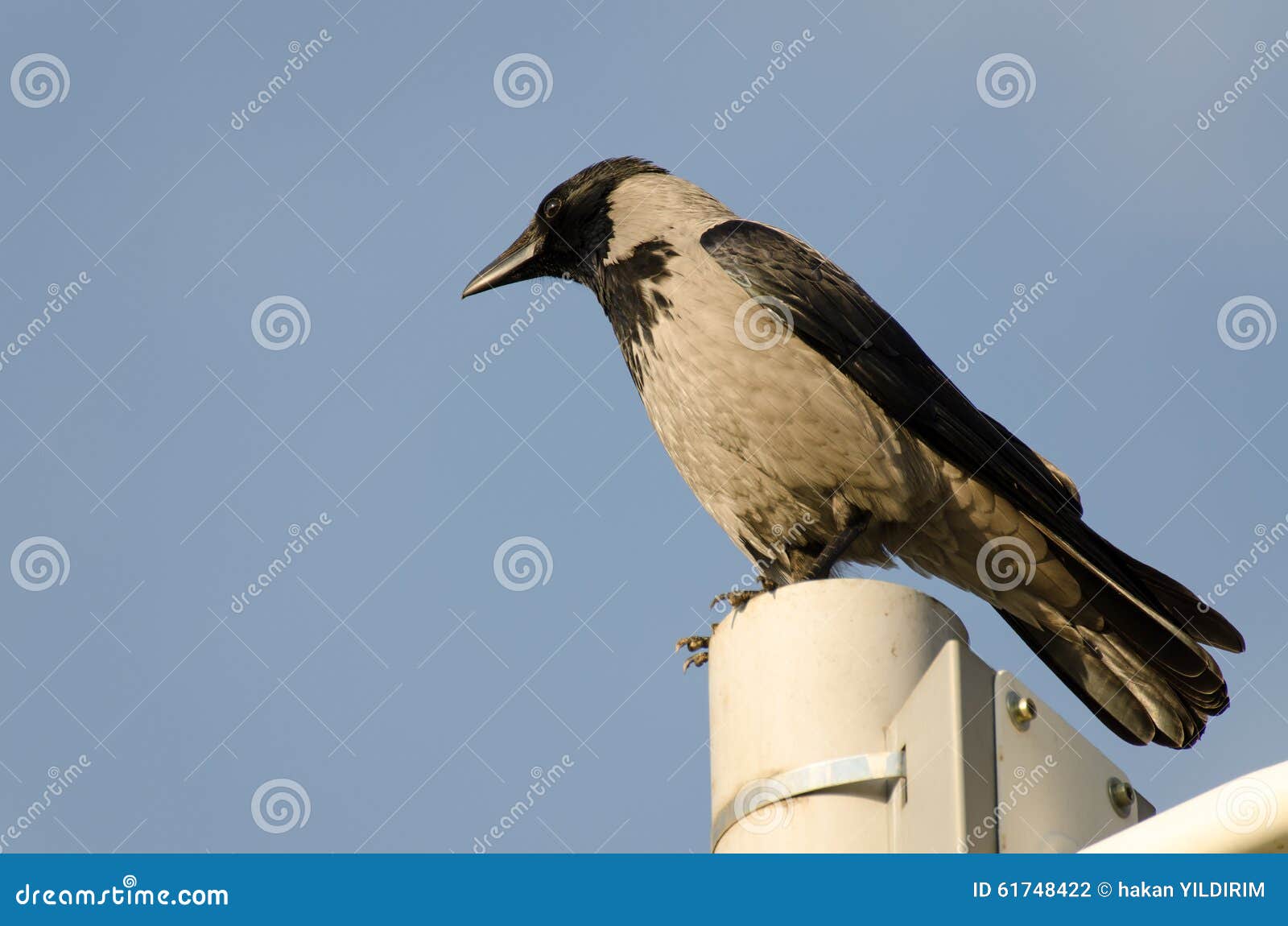 Crow stock photo. Image of bird, horizontal, profile - 61748422