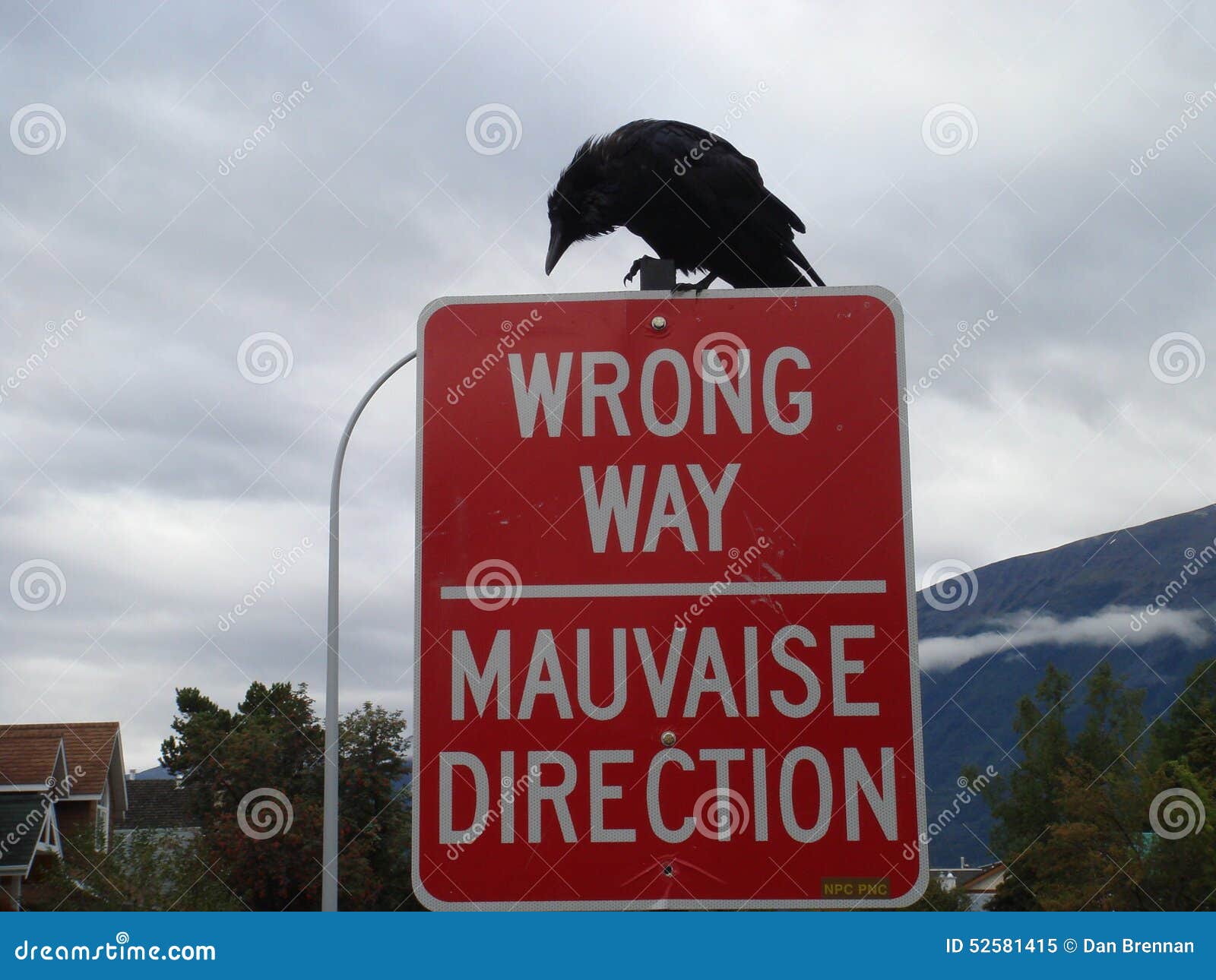 Crow on street sign stock image. Image of crow, canada - 52581415