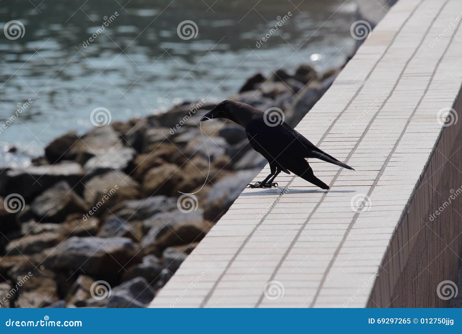 Crow with String in Beak at Seaside Georgetown Malaysia Stock Image ...