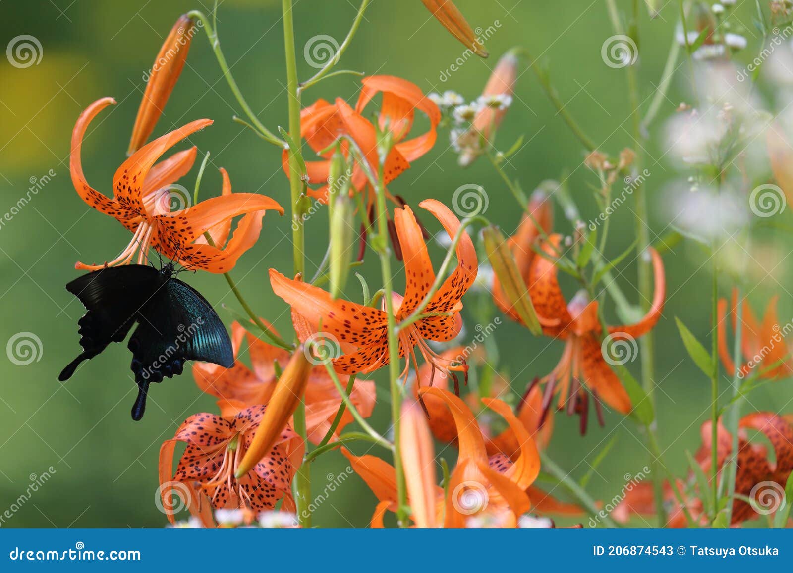 A Crow Swallowtail Swallowing the Nectar of Wild Lily Stock Image ...