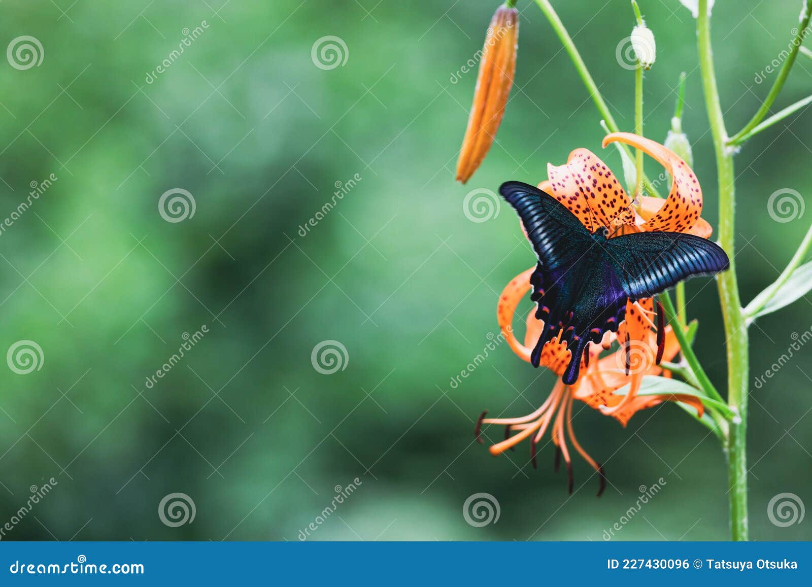 A Crow Swallowtail Swallowing the Nectar of Wild Lily Stock Photo ...