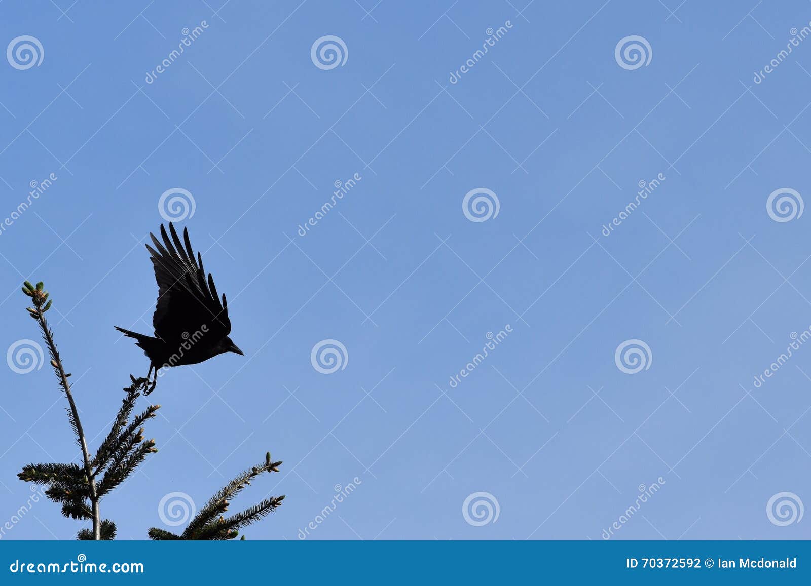 Crow Takes Off stock photo. Image of elegant, bird, claw - 70372592