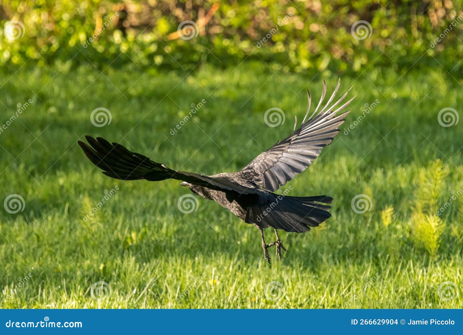 Crow taking off stock photo. Image of falcon, nature - 266629904