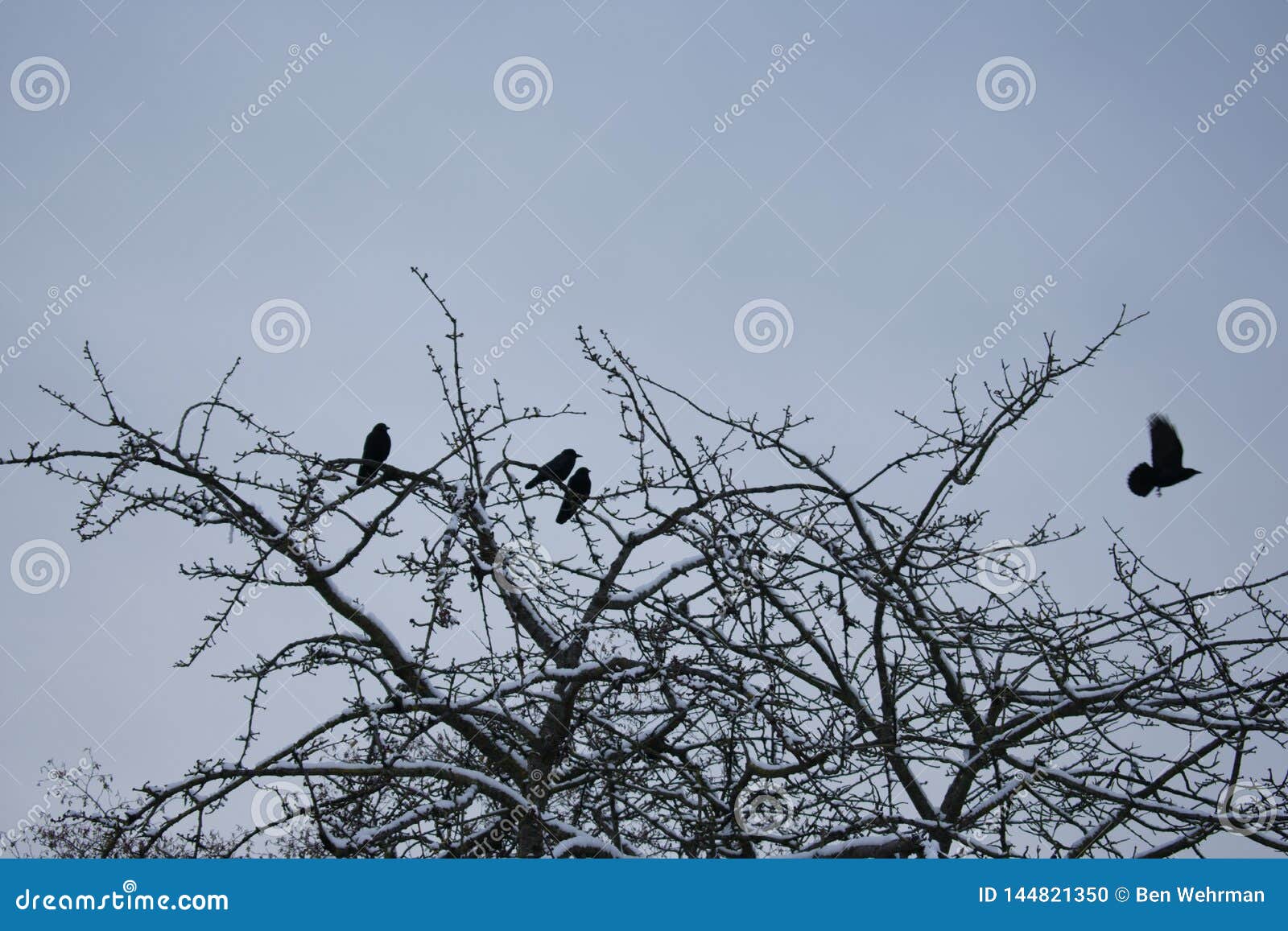 Crows on a Tree stock photo. Image of outline, tree - 144821350