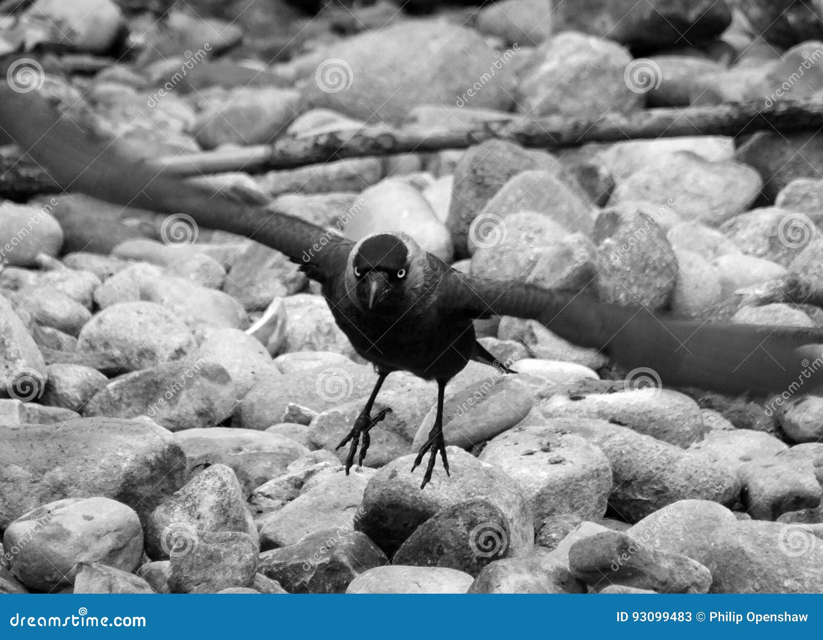 Crow Taking Off from Rocky Background with Claws Staring Stock Image ...