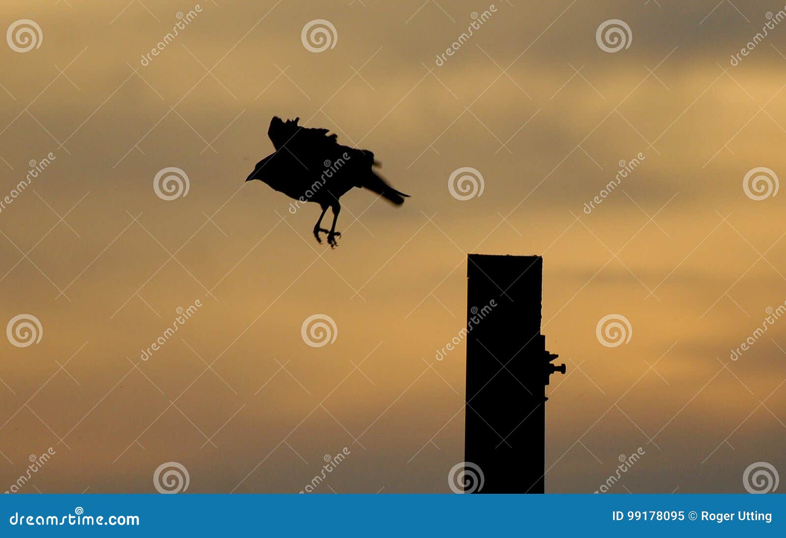 Take off stock image. Image of creature, nature, bird - 99178095