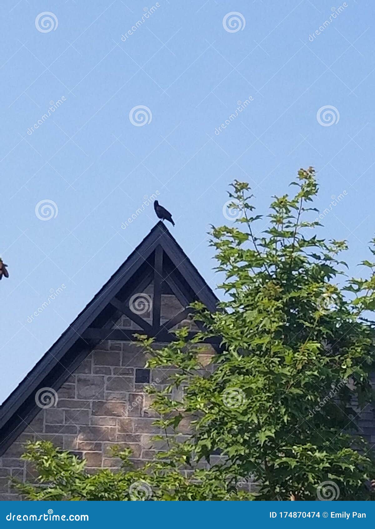 Crow on a tall building stock photo. Image of crow, home - 174870474