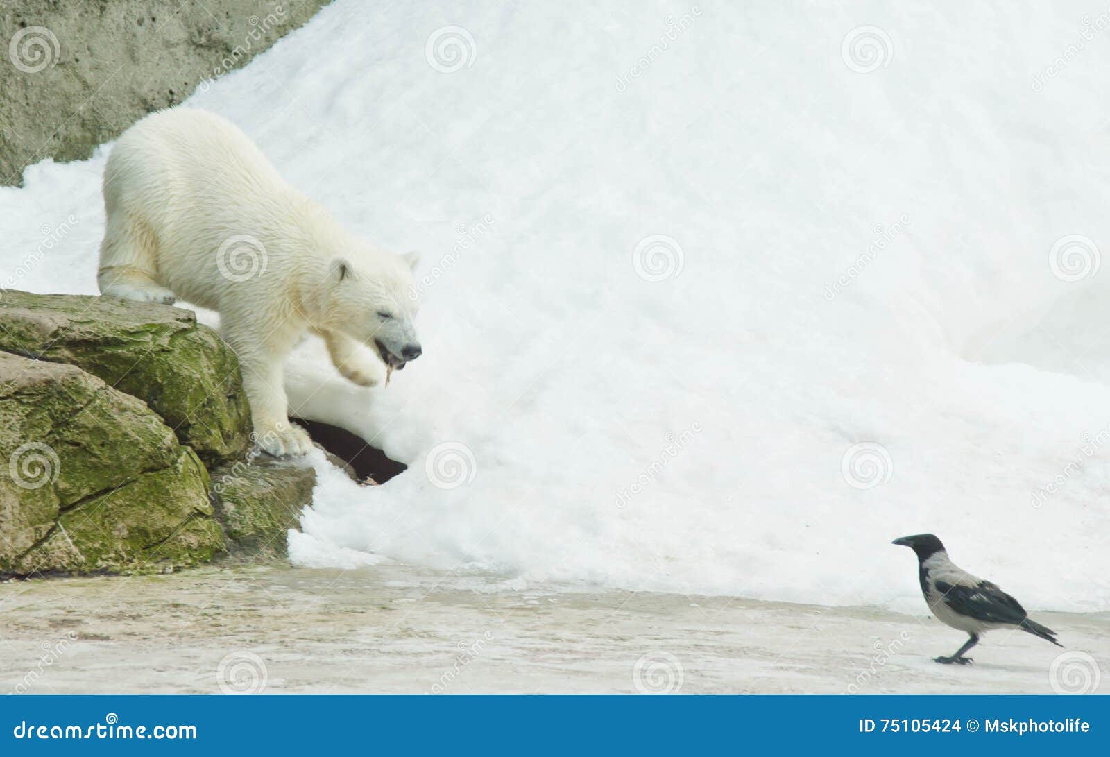 Crow and Teddy Bear in the Snow Stock Photo - Image of white, bird ...