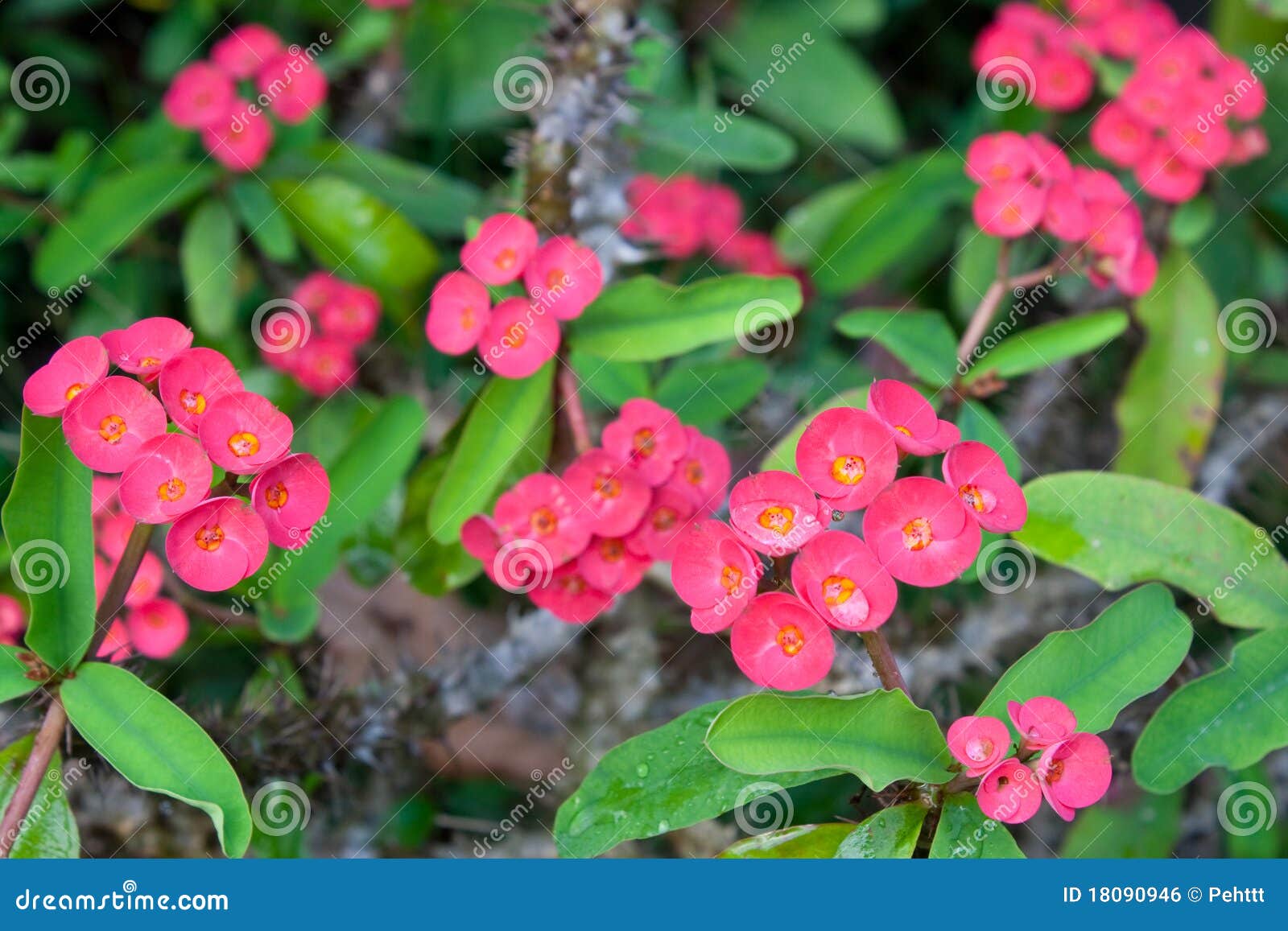Crow of thorns stock photo. Image of field, postcard - 18090946