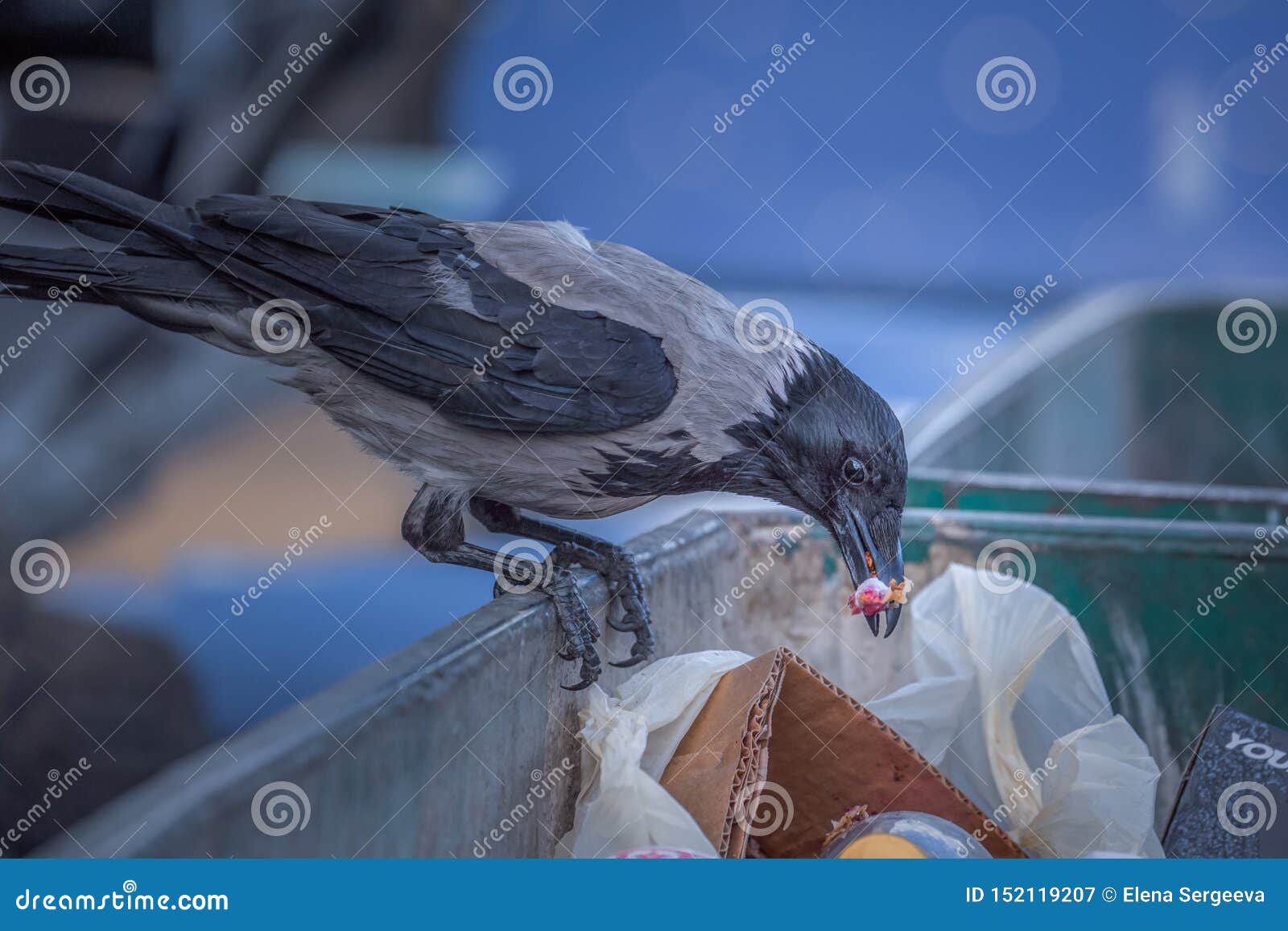 Crow on the Top of the Trash Stock Image - Image of color, pollution ...