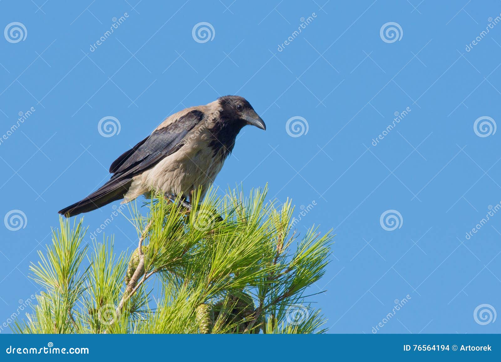 Crow on the top of tree stock photo. Image of nature - 76564194