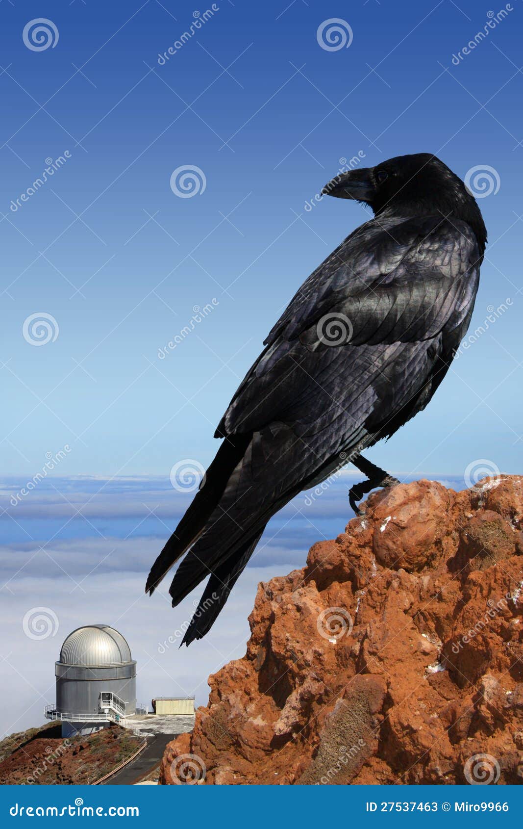 Crow on top of the world stock image. Image of cloud - 27537463
