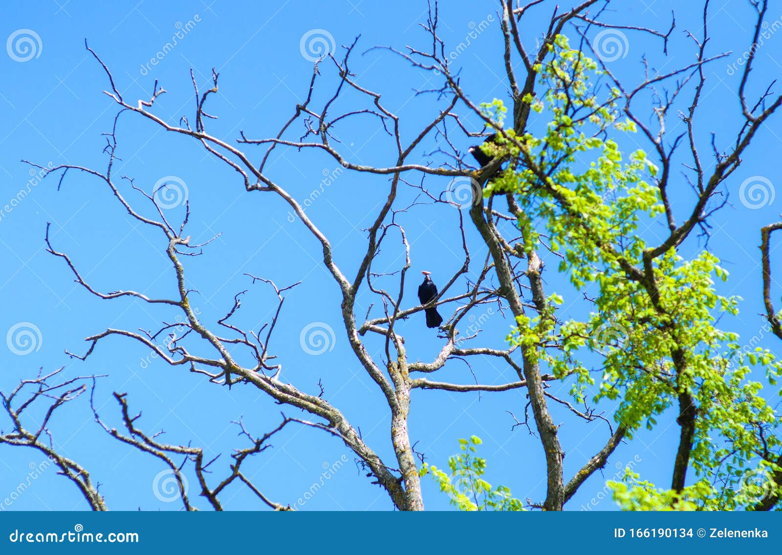 Crow on tree stock photo. Image of gentle, claw, feather - 166190134