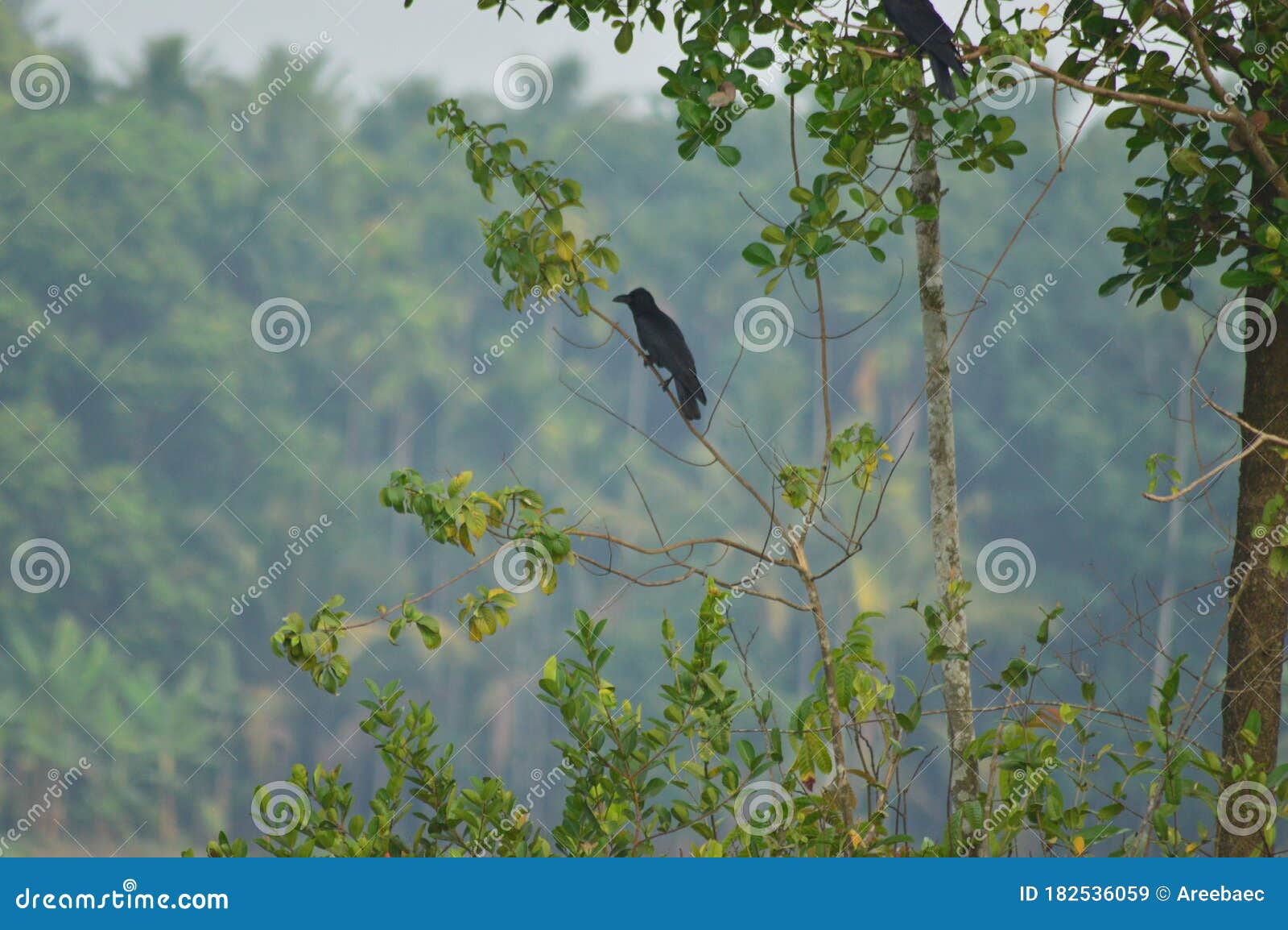 Crow on tree stock image. Image of plant, nature, leaf - 182536059