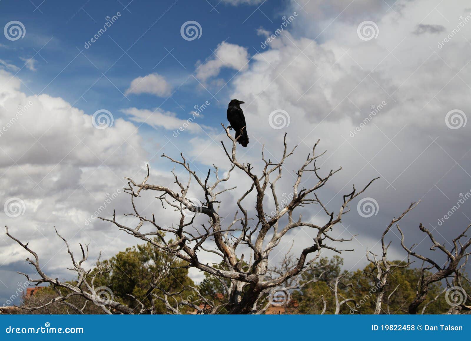 Crow in tree stock photo. Image of rural, nature, cloudy - 19822458