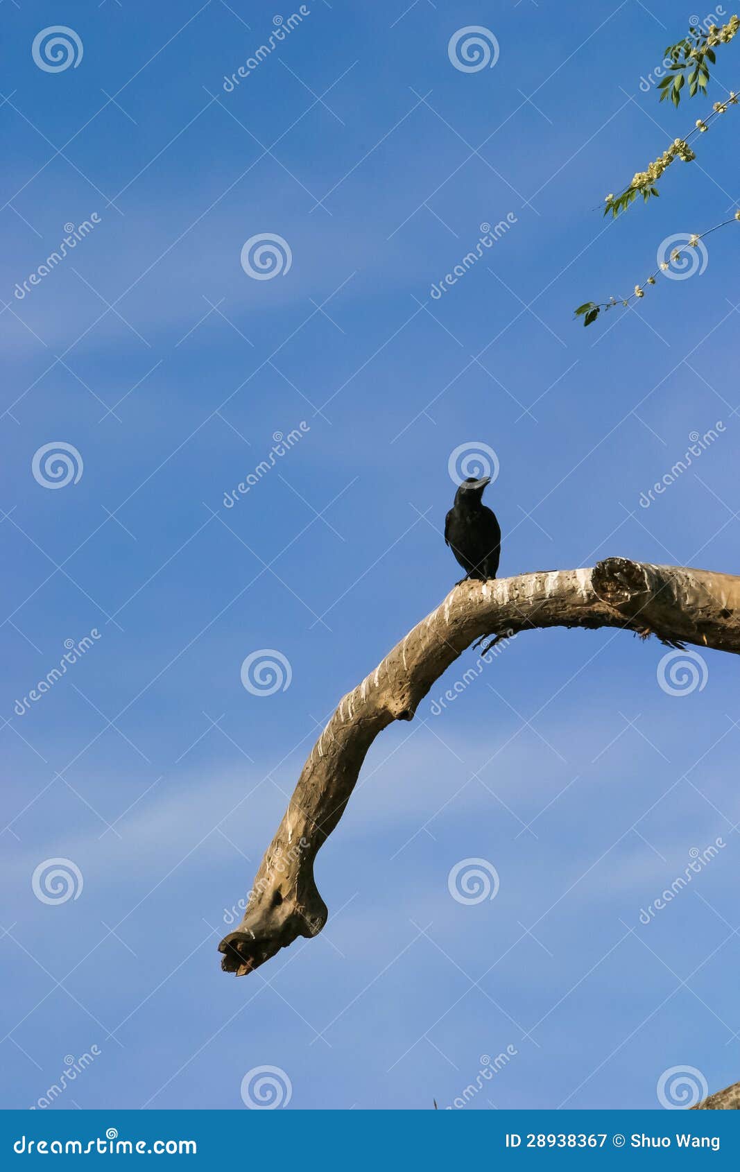 Crow on tree stock image. Image of bird, blackbird, beak - 28938367