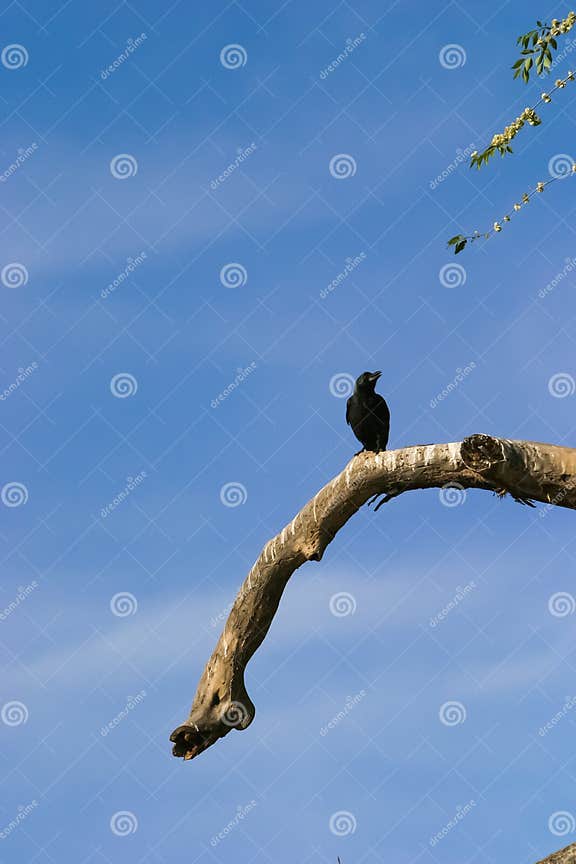 Crow on tree stock image. Image of bird, blackbird, beak - 28938367