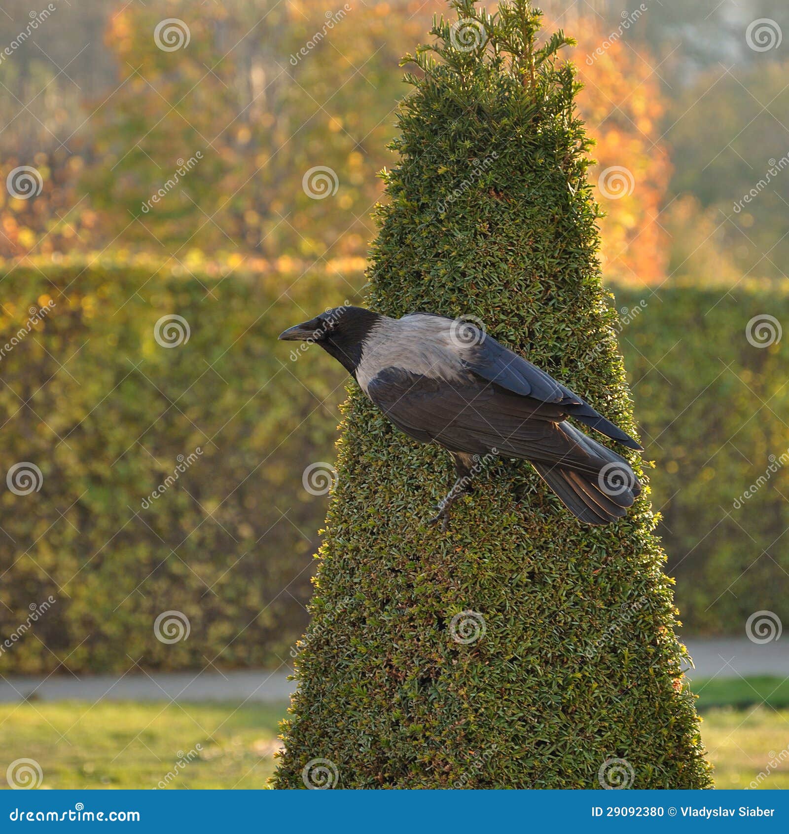 Crow on the tree stock photo. Image of park, outdoor - 29092380
