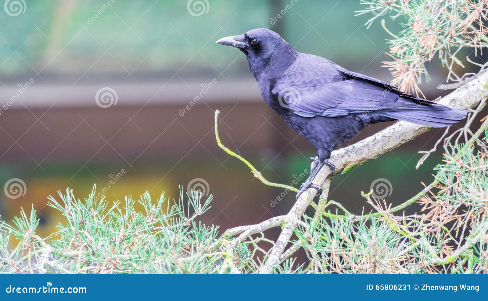 Crow on tree stock image. Image of mouth, bird, wildlife - 65806231