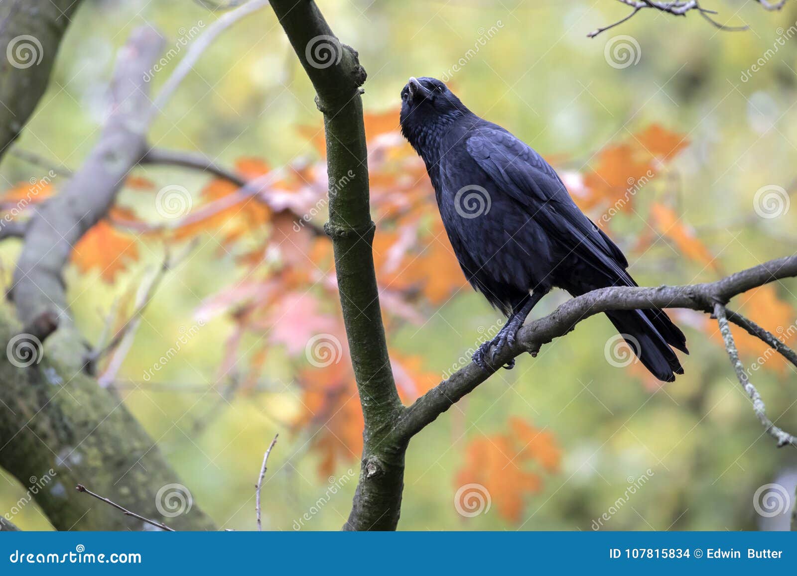 Crow in a tree stock photo. Image of isolated, closeup - 107815834
