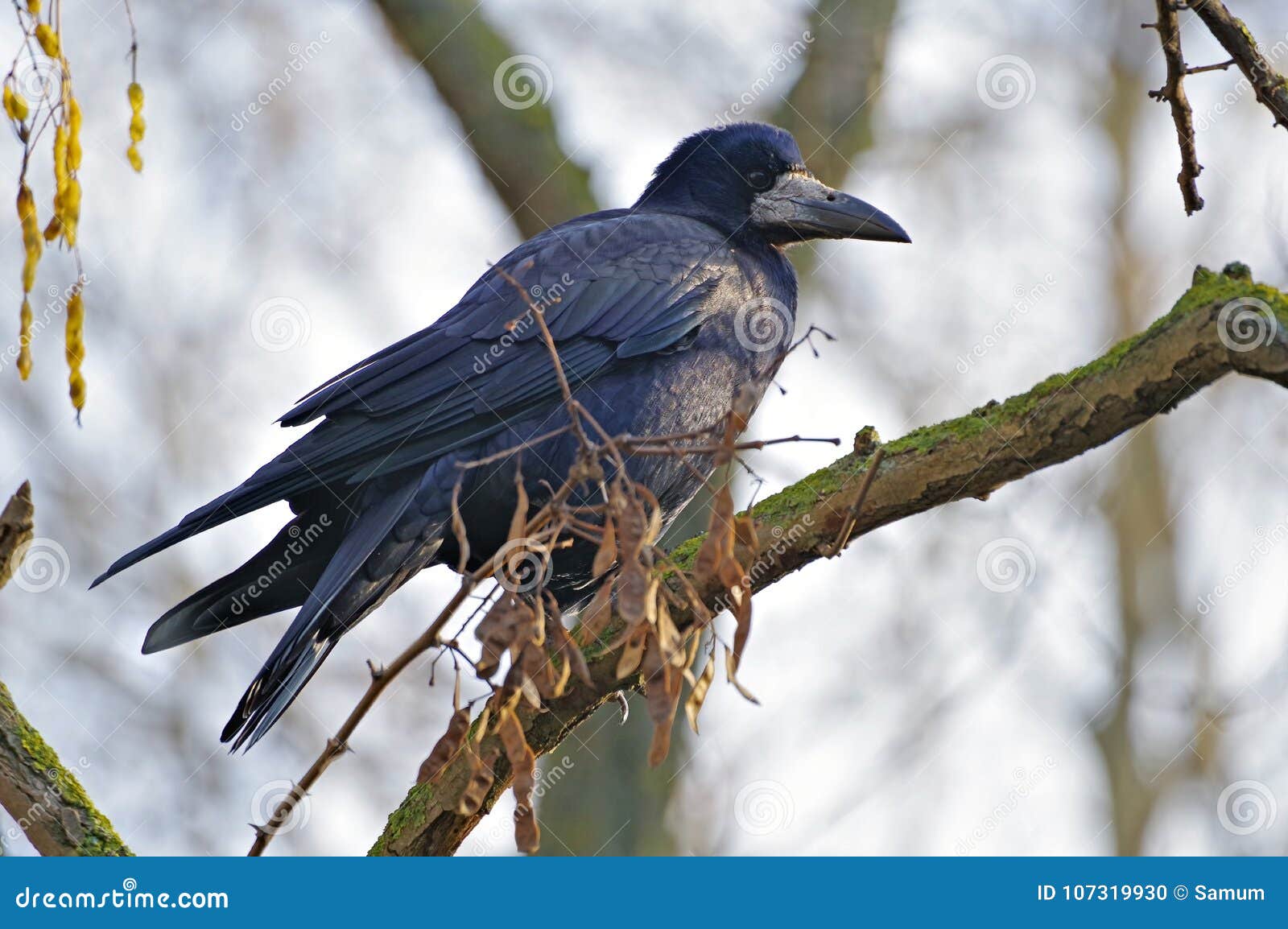Crow on the tree stock photo. Image of raven, crow, animal - 107319930
