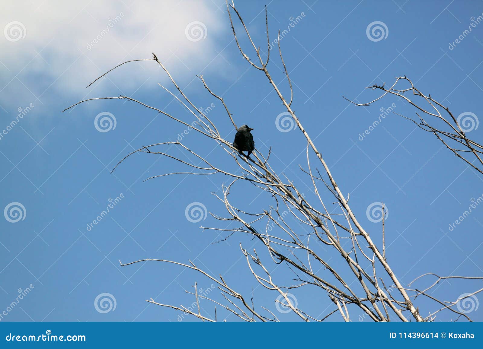 Crow on the tree stock photo. Image of ornithology, blackbird - 114396614