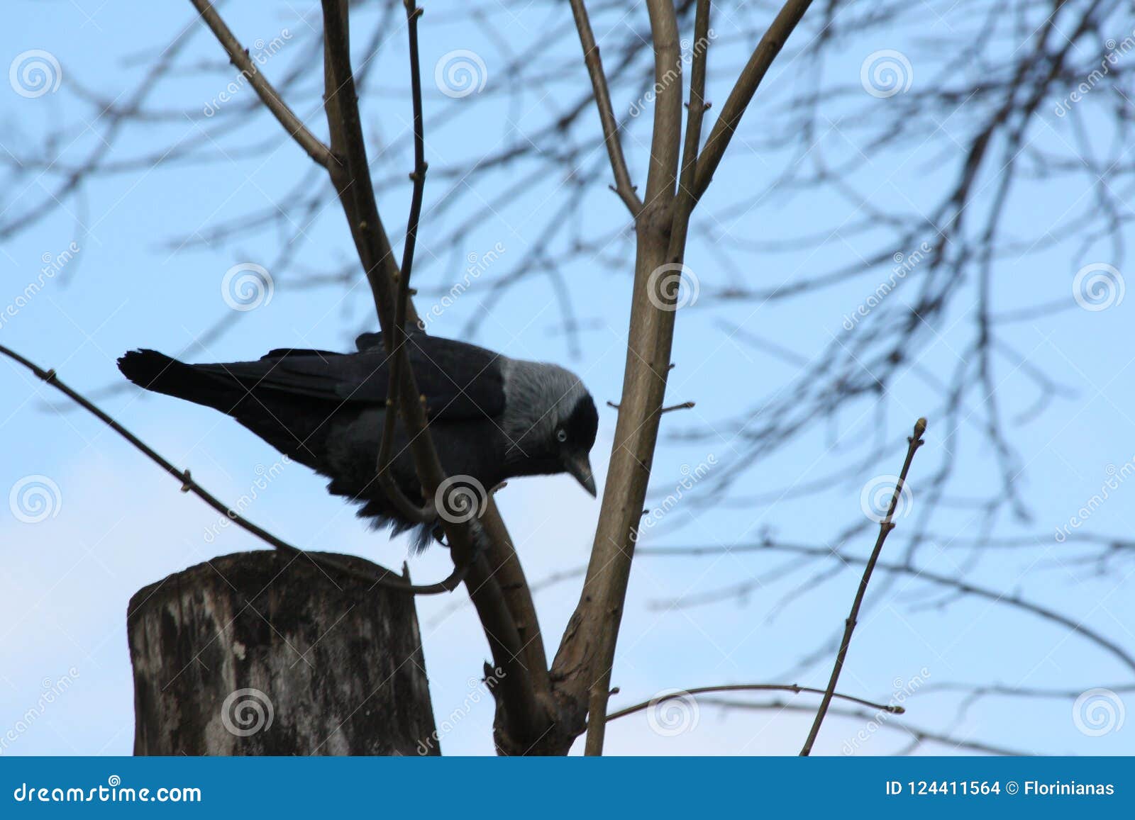 A Crow in a Tree on a Blue Sky Background. a Thick Tree Trunk. Stock ...