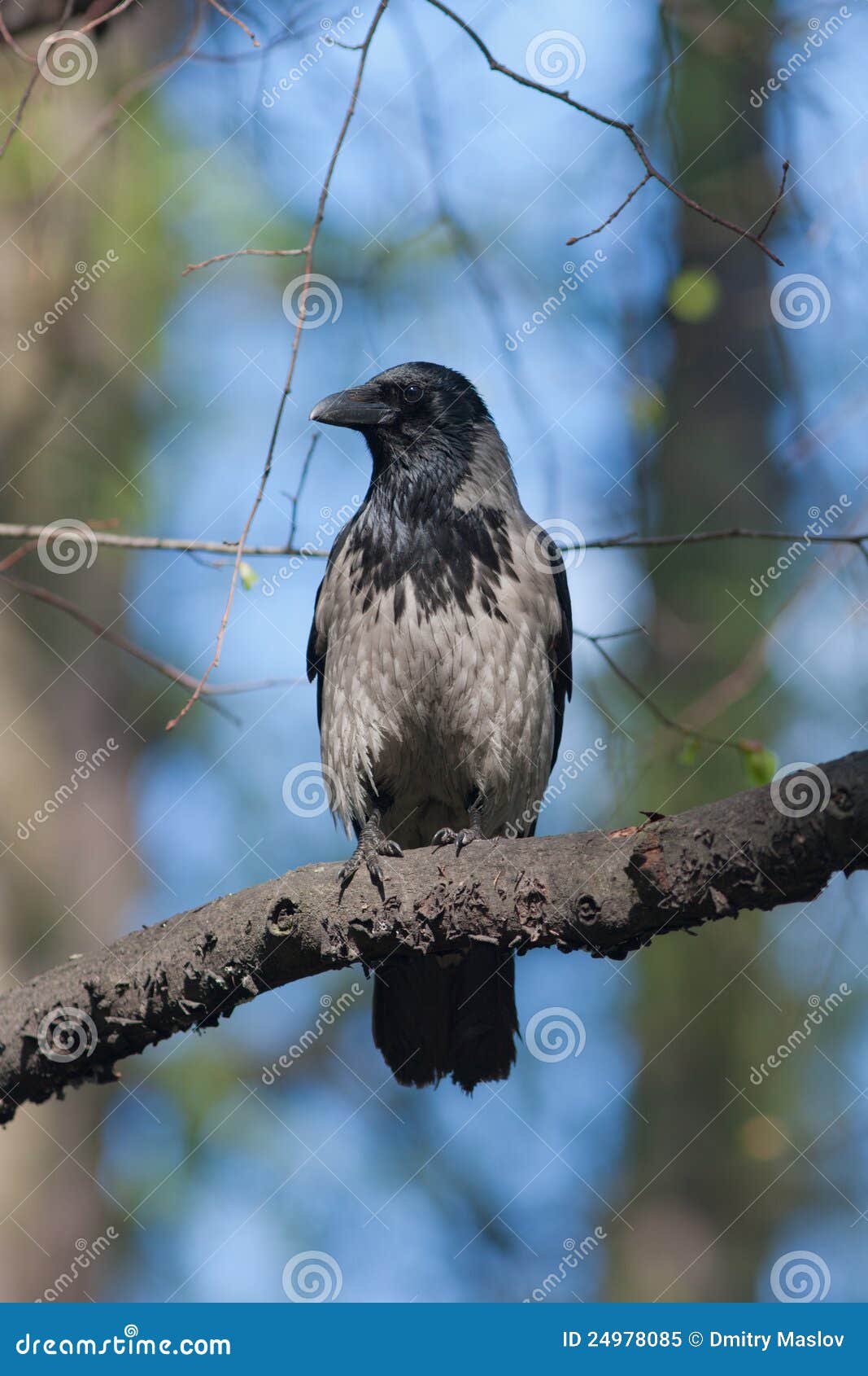 Crow on a tree branch stock image. Image of green, nature - 24978085