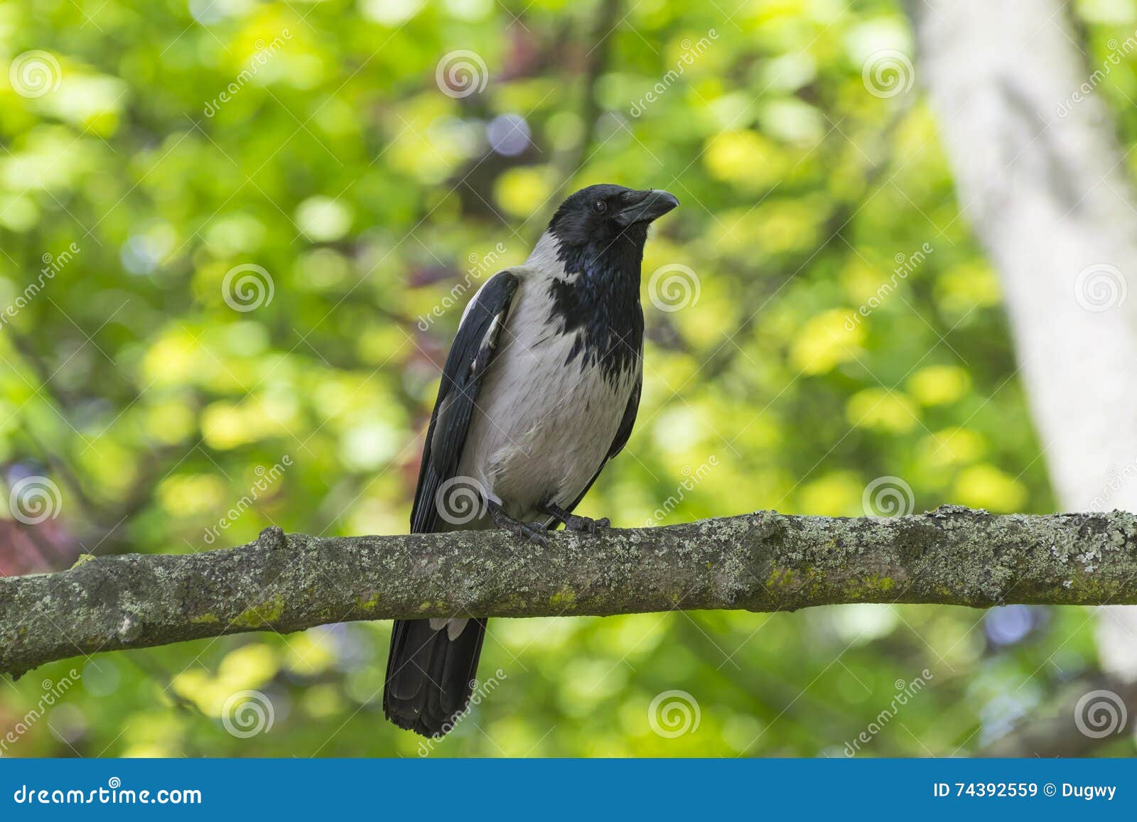 Crow stock image. Image of fauna, northern, corvus, closeup - 74392559