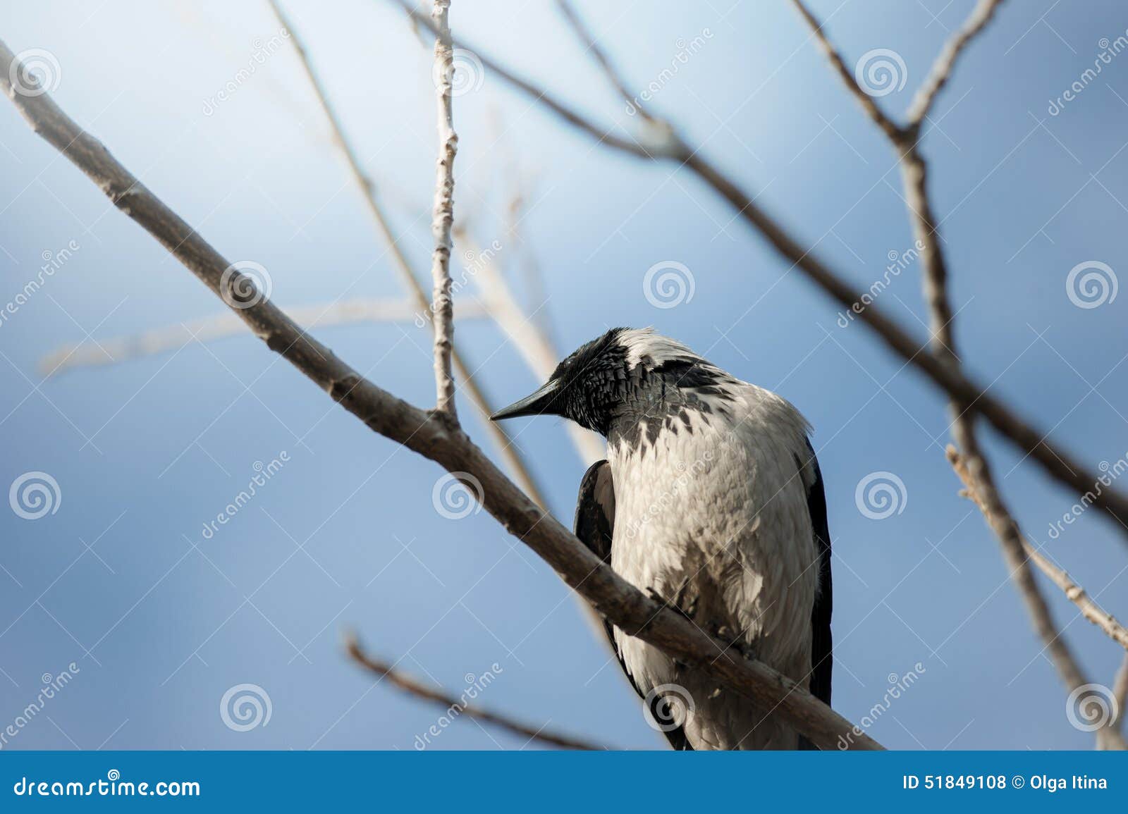 Crow on a Tree Branch Closeup Stock Photo - Image of nature, curious ...