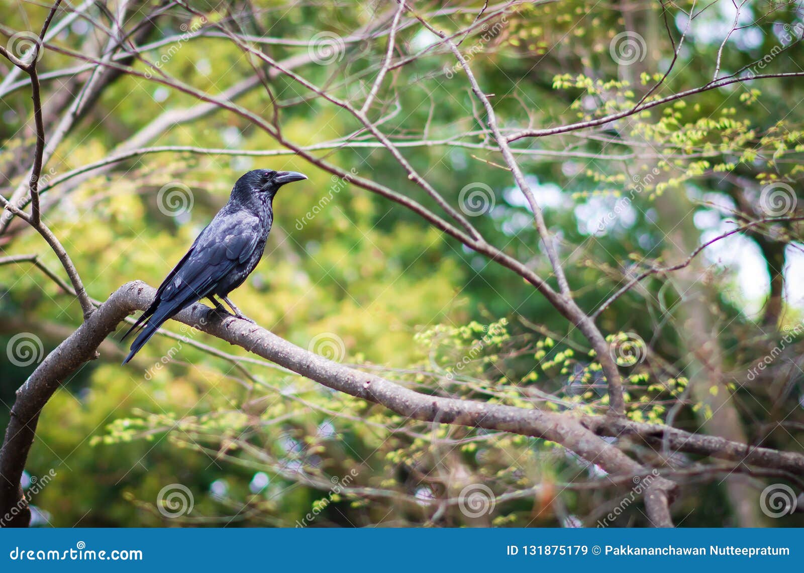 A crow on a tree branch stock image. Image of animal - 131875179