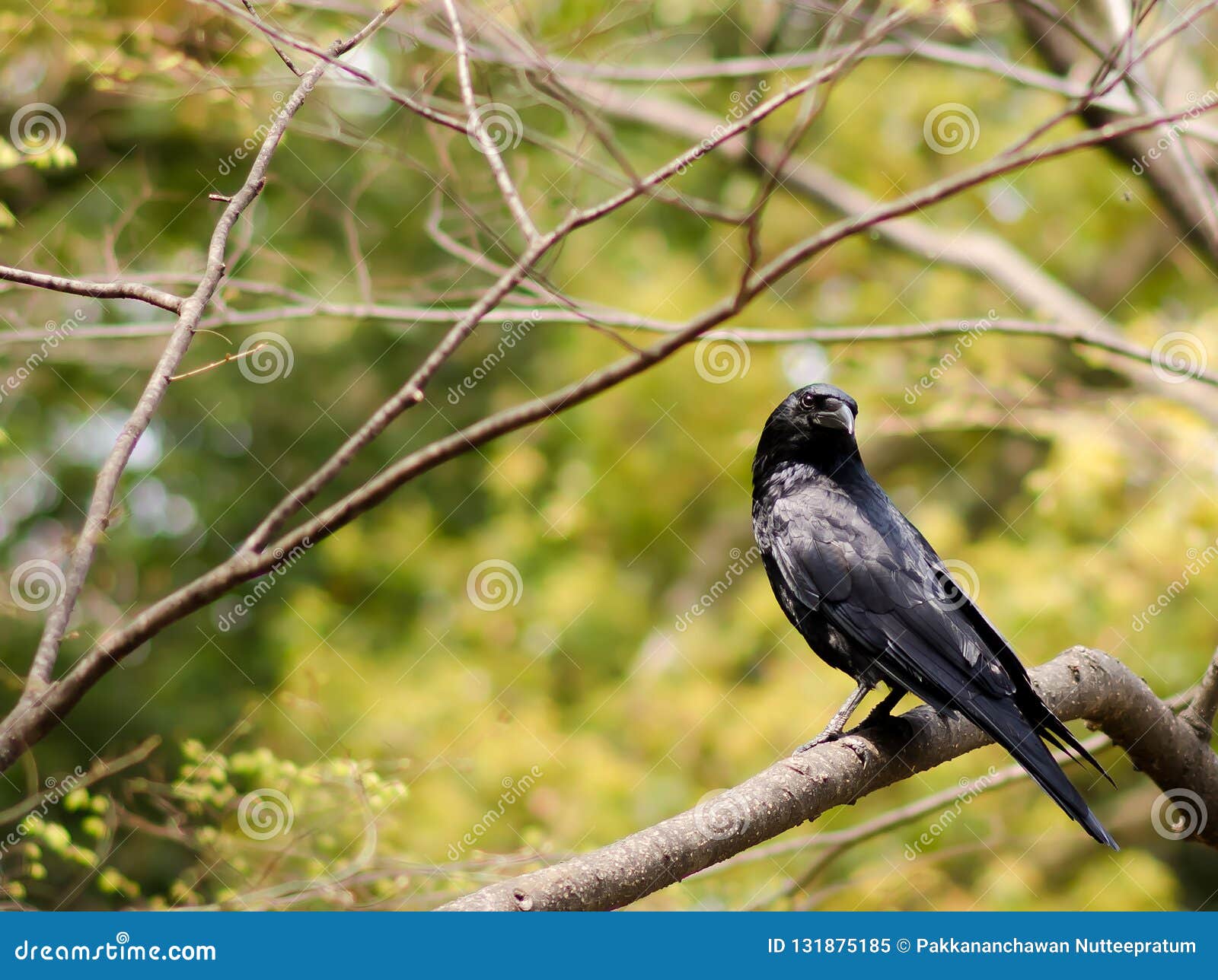 Crow Tree Branch Stock Images - Download 3,466 Royalty Free Photos