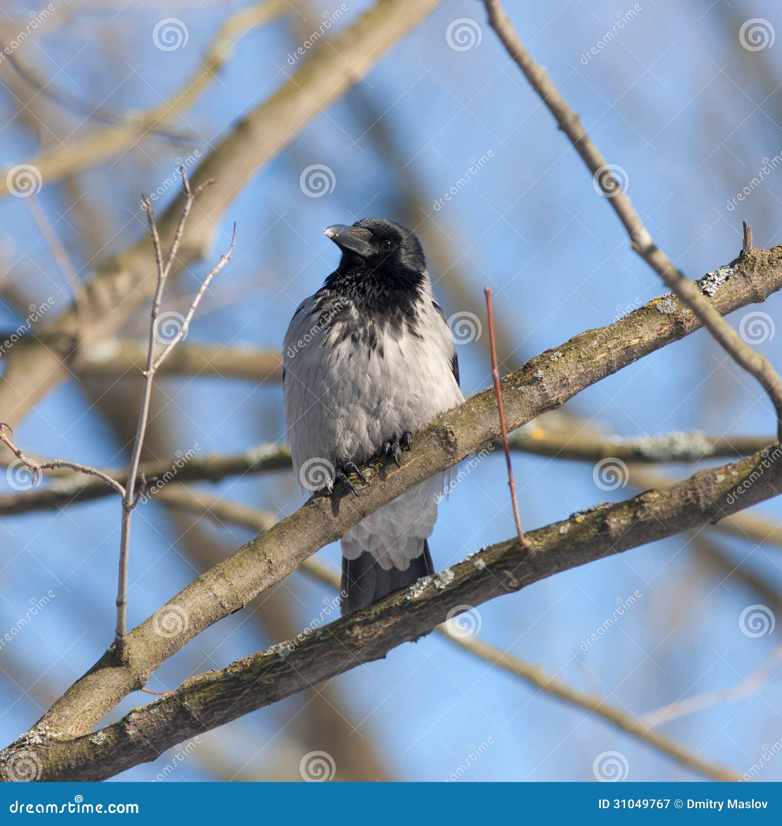 Crow on a tree branch stock image. Image of feather, beak - 31049767