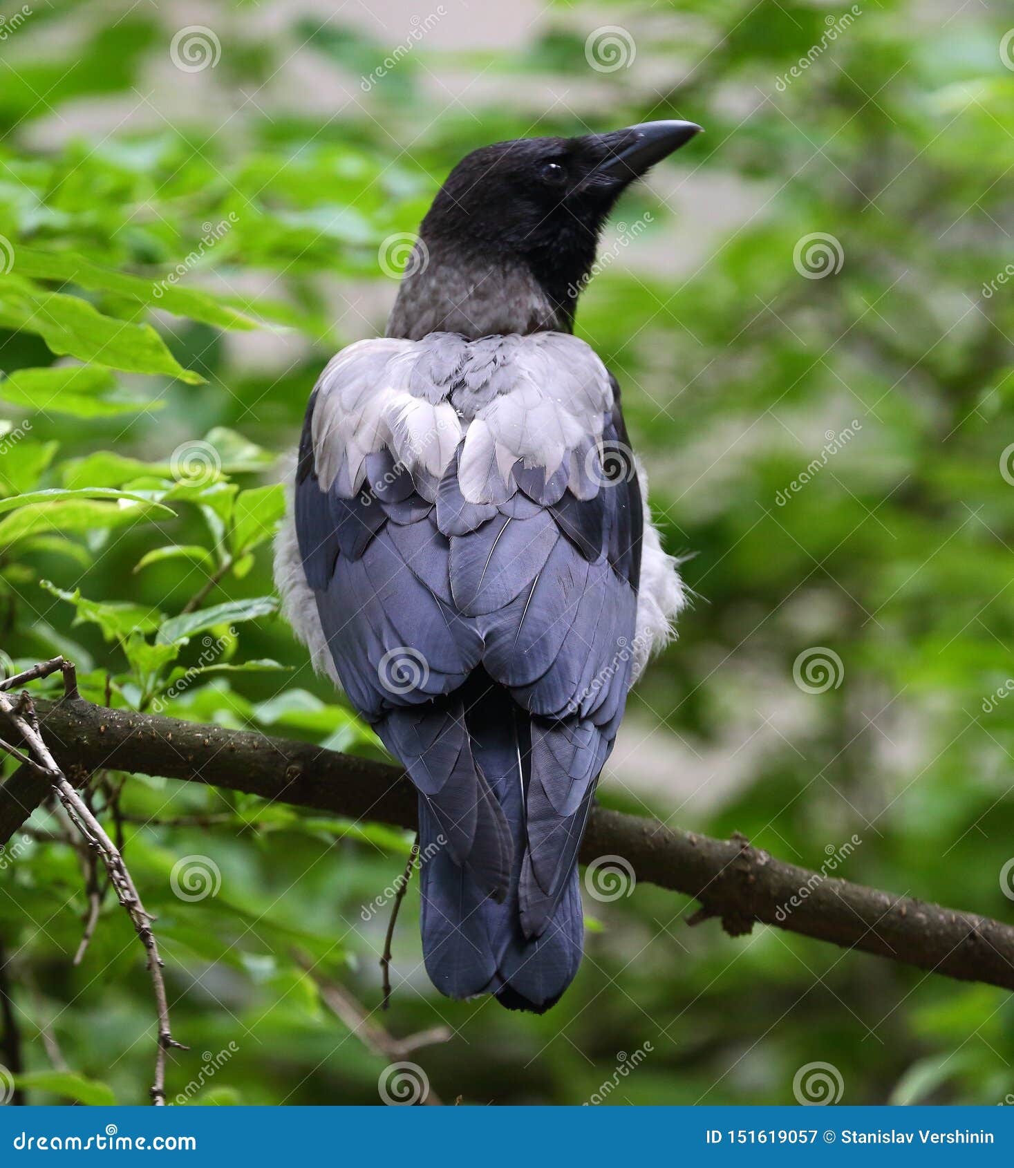 Crow on a Tree Branch among Spring Green Sprouts Stock Image - Image of ...